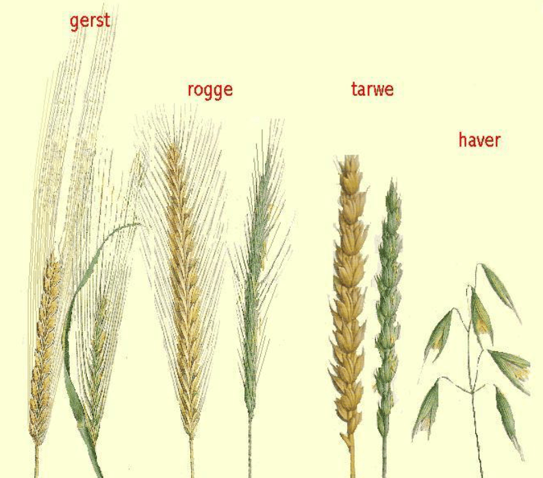 Onbekende graansoorten door Teuni Verhagen | Your Sport Pro